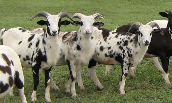 Painted Desert Sheep Photo Gallery