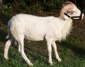 Texas Dall Sheep Photo Gallery