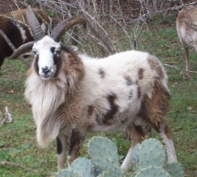 Multi-horned Hair Sheep Photo Gallery