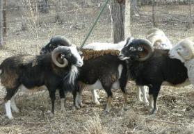 New Mexico Dahl Sheep Breed Standards