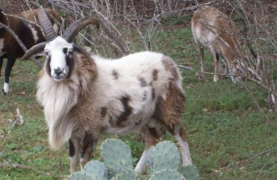 Multi-horned Hair Sheep Breed Standards and Registration Requirements