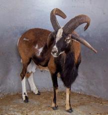 Multi-horned Hair Sheep Breed Standards and Registration Requirements